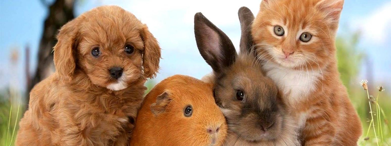 Разговоры животных