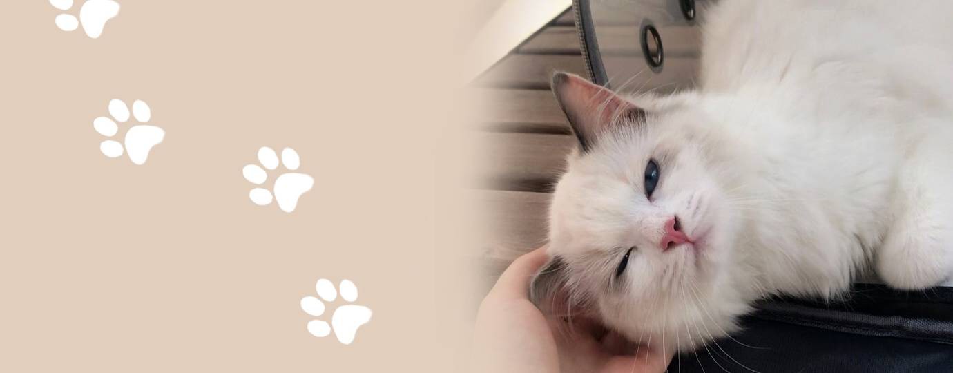 Cup of Cattuccino || Кошки Ragdoll