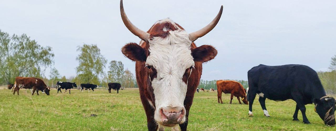 БФ "Планета Коров на благо людей"