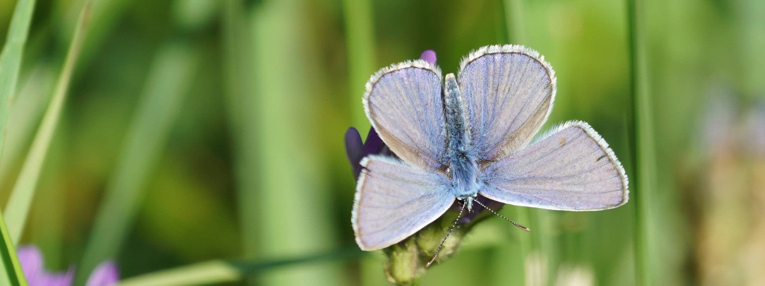 Природа Релакс с Алексеем Курносовым