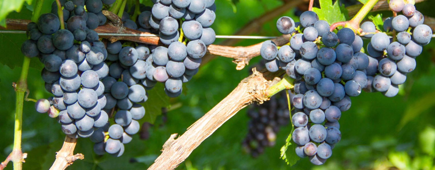 Виноград в Минске