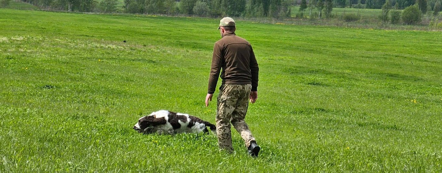 Английский спрингер-спаниель/натаска и охота