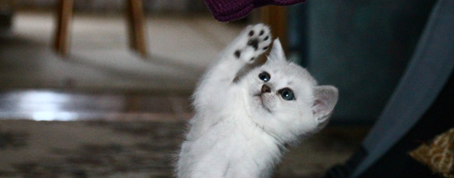 Английский язык ЕГЭ Устная часть