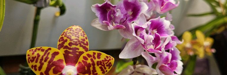 Цветы и Лозы