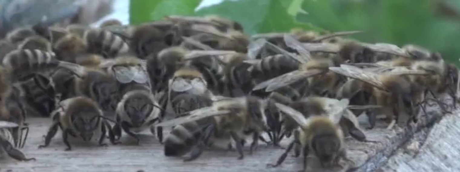 Пчеловодство