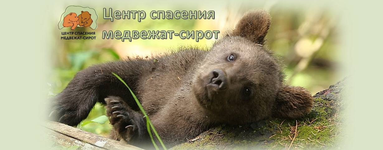 Центр спасения медвежат-сирот