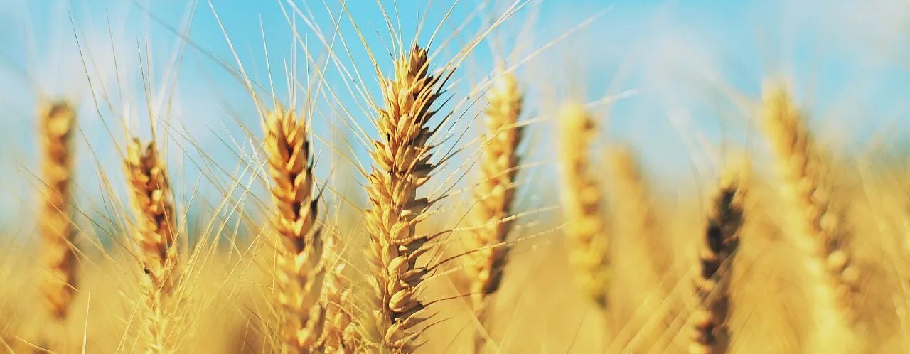 Лавка Рукастого-Фермера