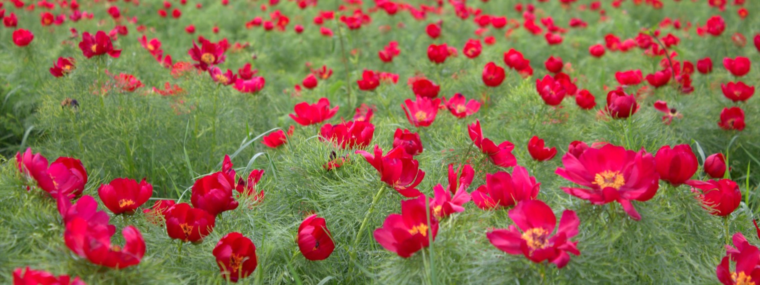 Культура Вейделевского района