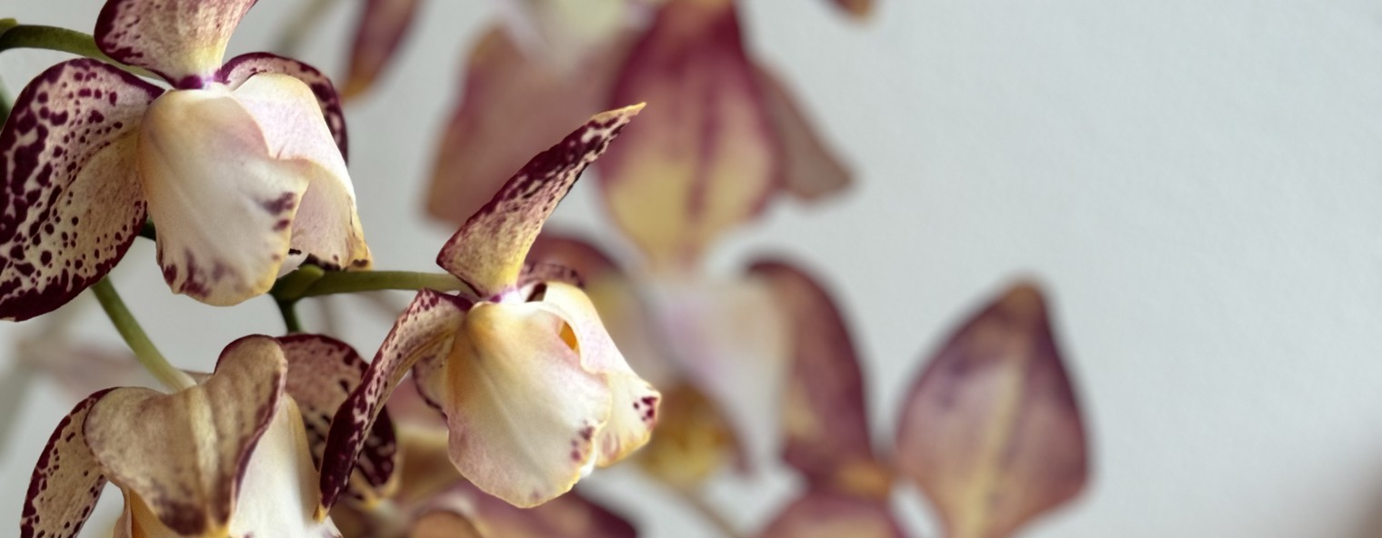 Ольга Орлова ОРХИДЕИ🌳