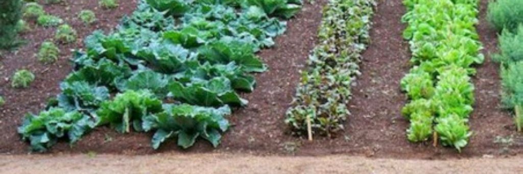 Из Москвы в деревню