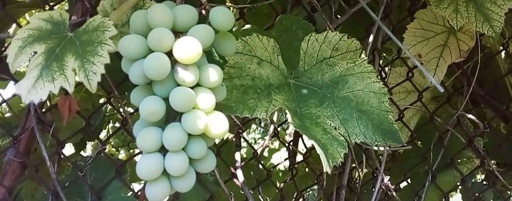 Мой родной край