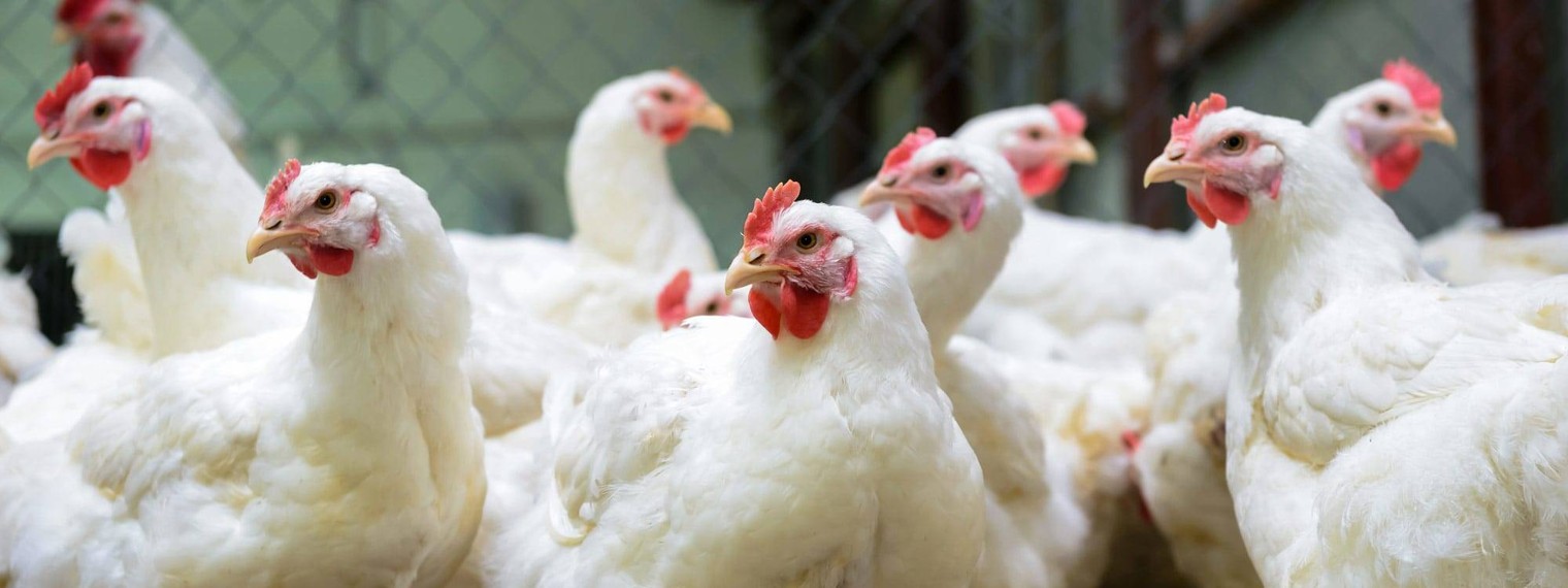 Выращивание Бройлеров Как Бизнес