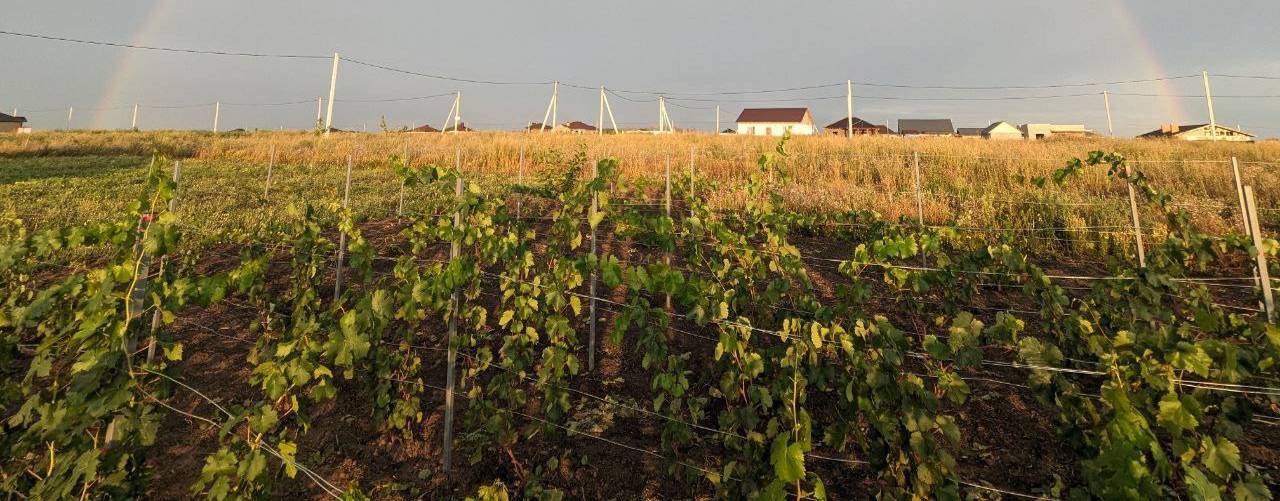 Водопьяновские Виноградики