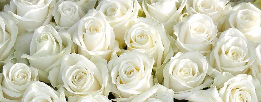 ЗДОРОВЬЕ * ДОЛГОЛЕТИЕ