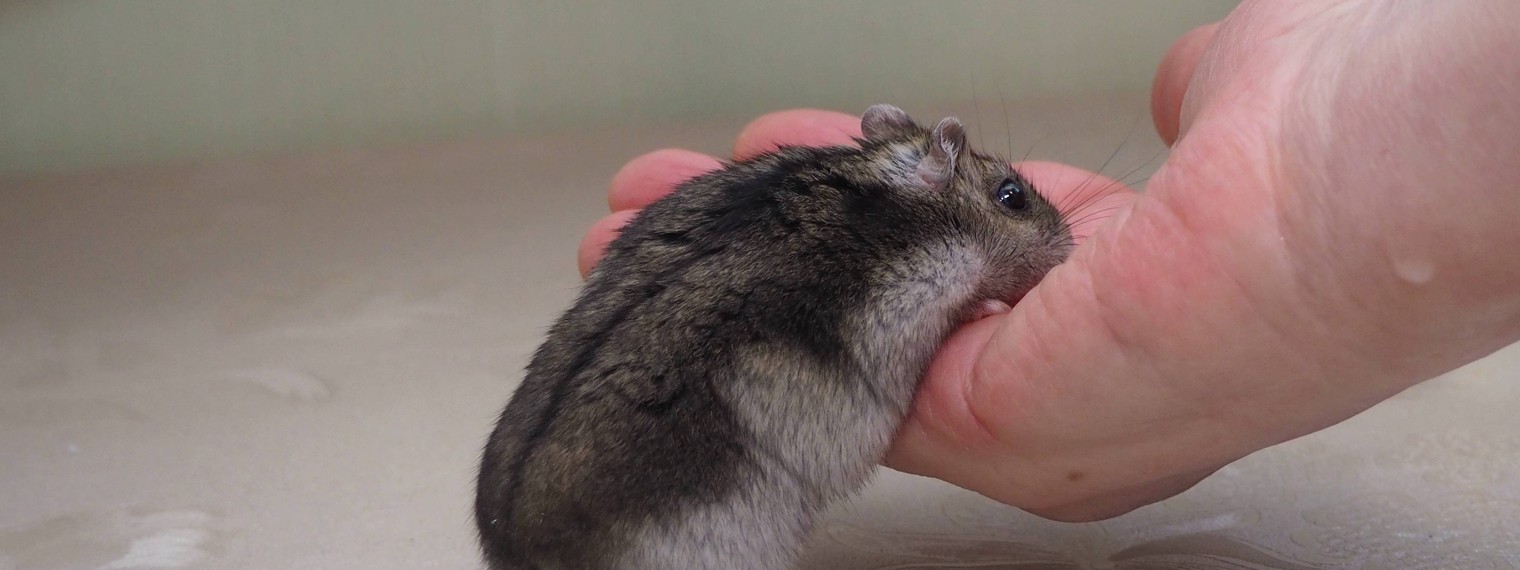 Анатолий Нестеров