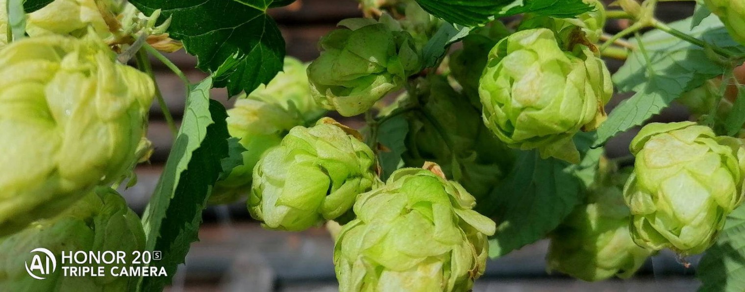 Ульяна-Джулия