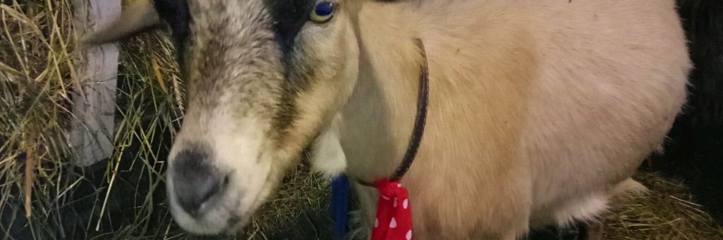 Мария Крылова Ушастик