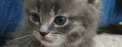 Сериалы-MyNeosha and Linch and Nazzy