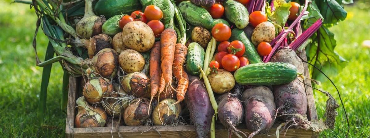 ДОМАШНИЙ СКОТ, САД И ОГОРОД