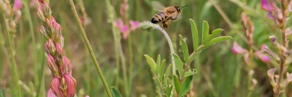 Proпчеловодство🐝