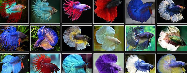 Рыбки домашнего аквариума