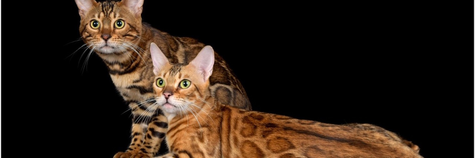 Empireofcolorcattery