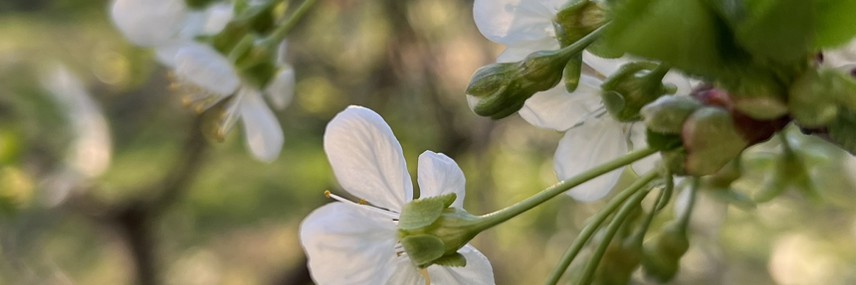 Плету из бисера