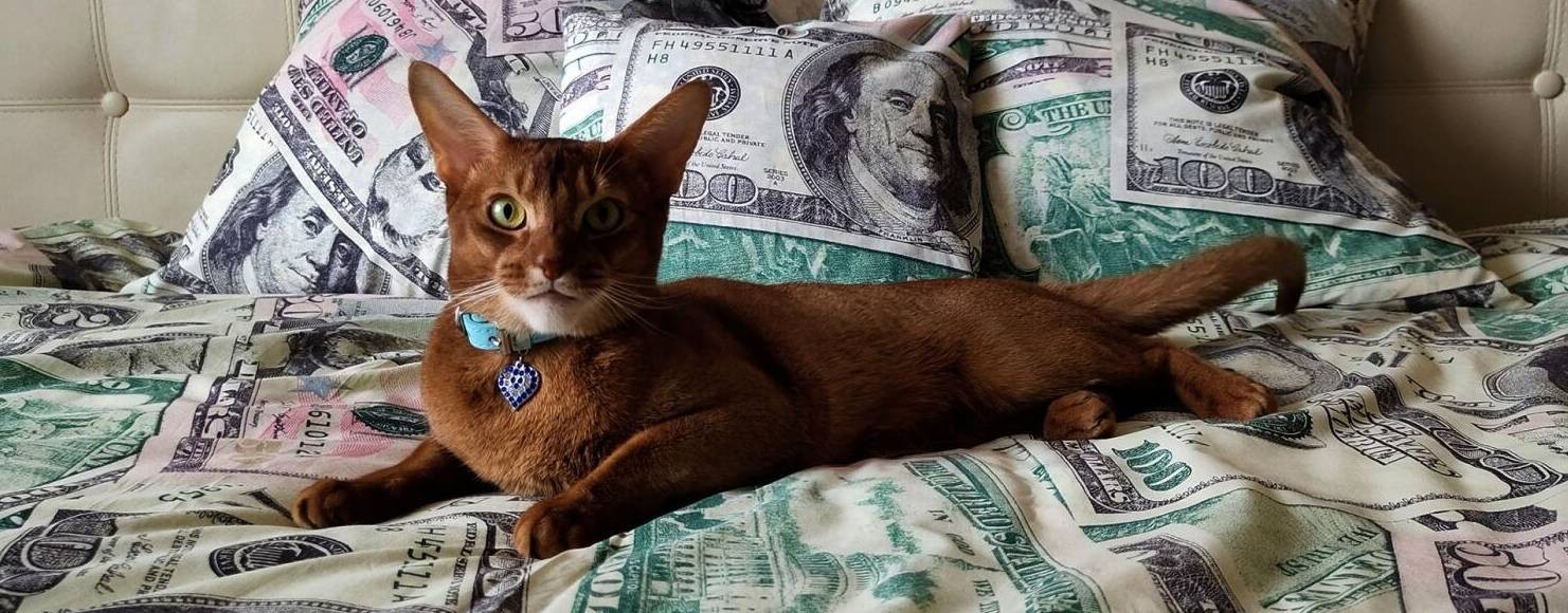 Абиссинец Бакс