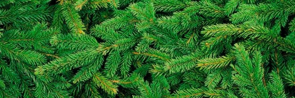 Екатерина Хохлова