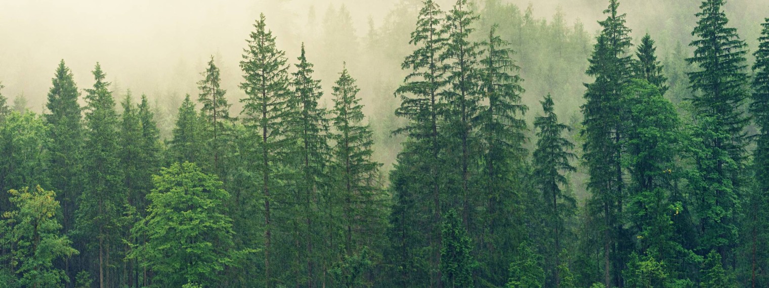 Смоленский кедр