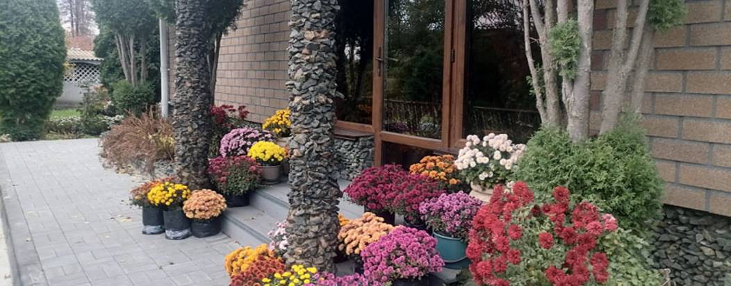 ДОМИК ОКНАМИ В САД. Хризантема почтой России