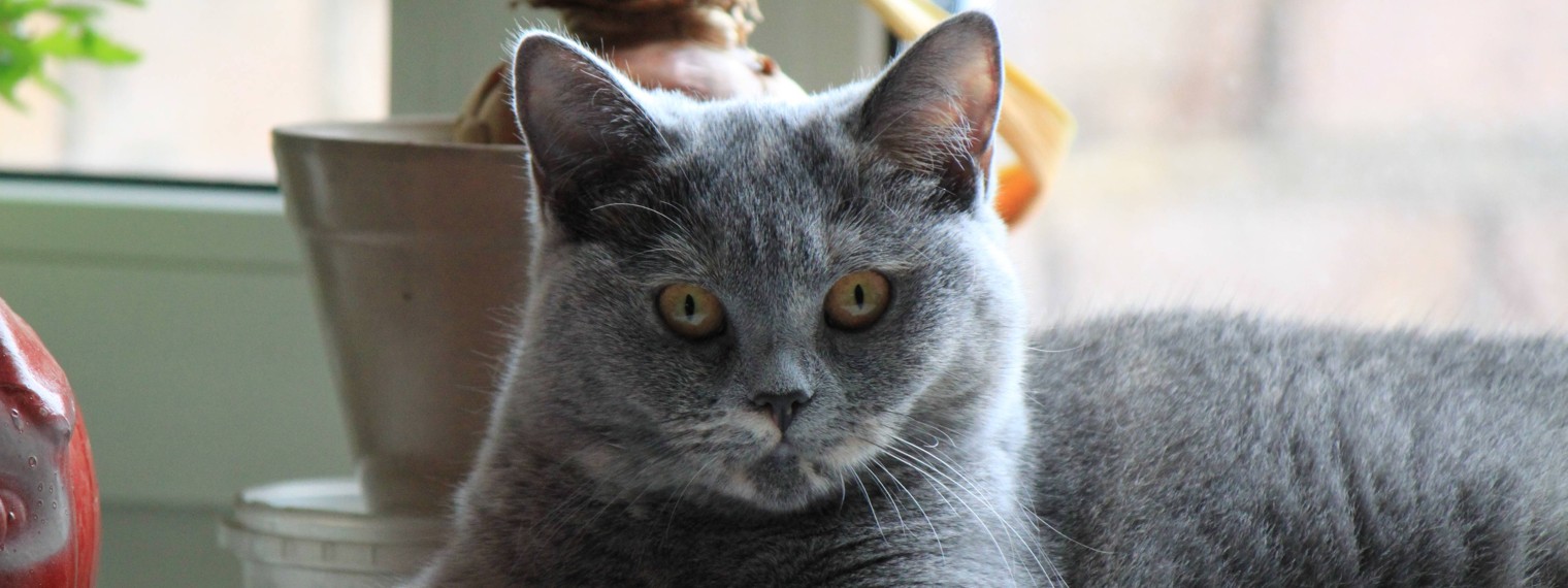 Вкусняшки живут здесь!