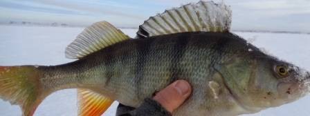 Самая честная рыбалка