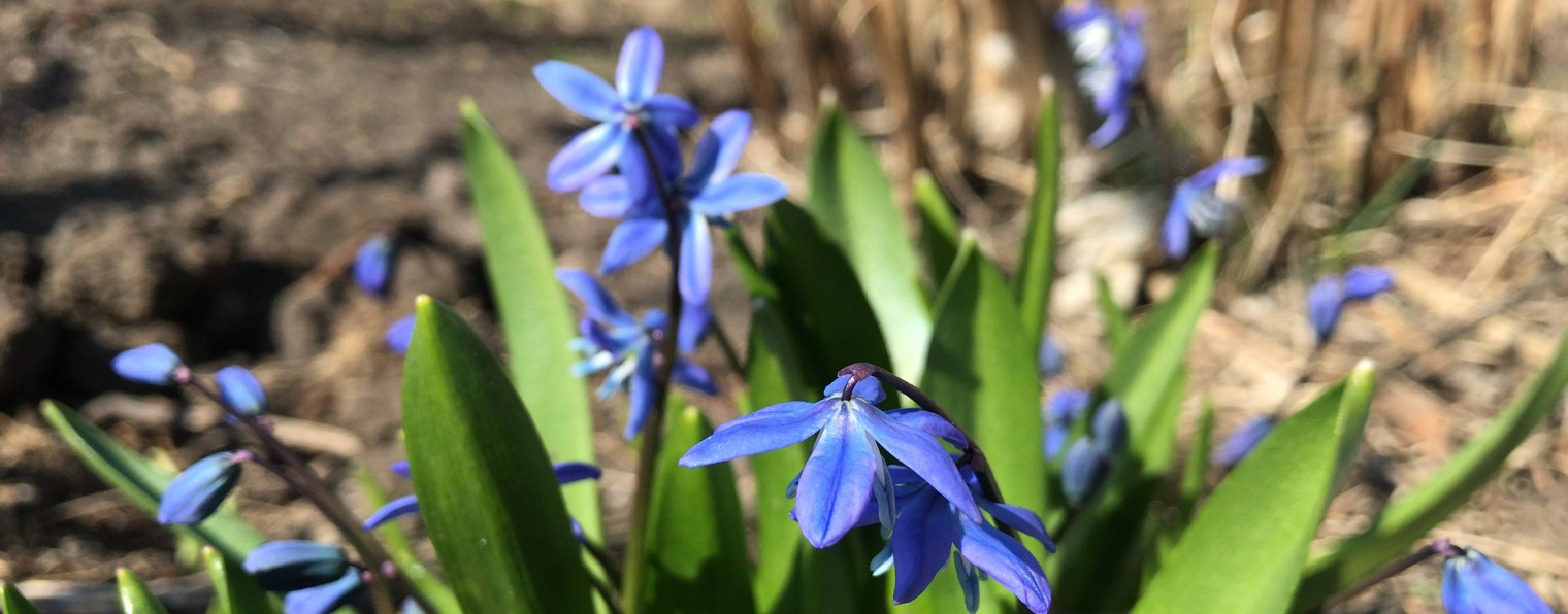 Вершки и корешки