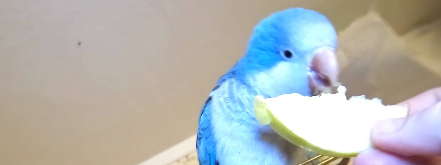 Попугай Дима