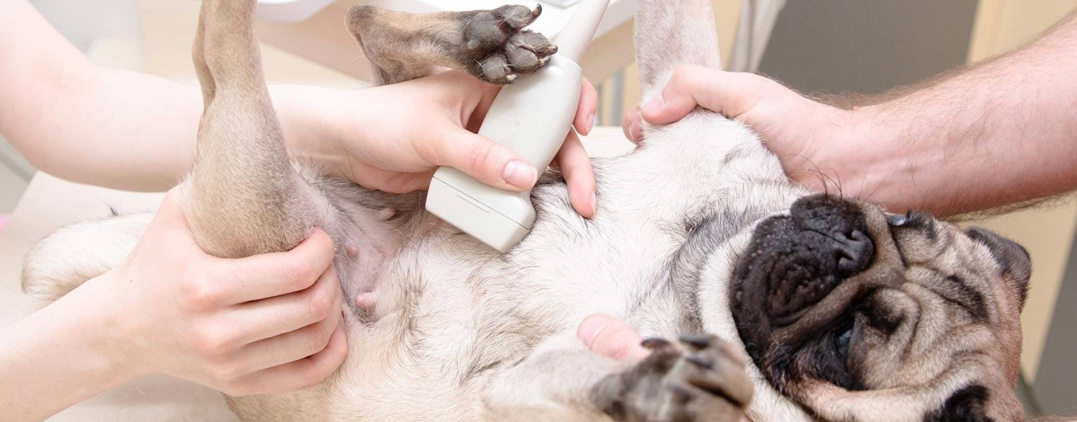 Ветеринарные Курсы