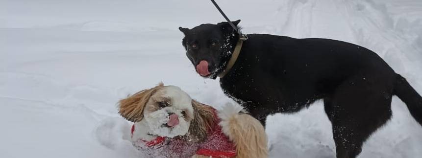 ЭлвисЗефирШанталь