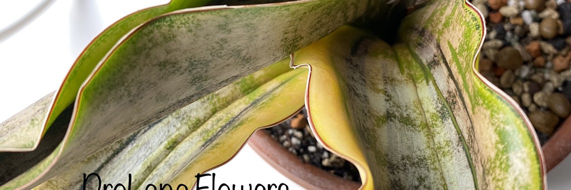 ProLana.Flowers