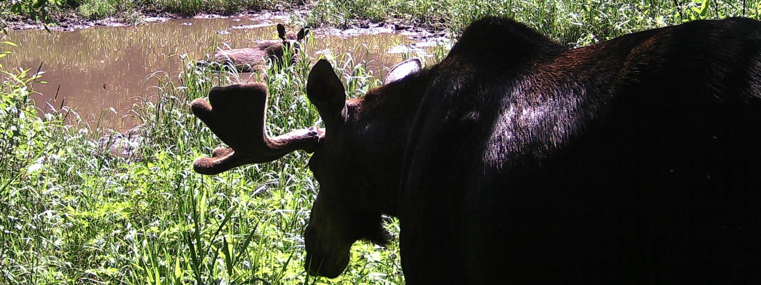 Фотоловушка. Нацпарк "Нижняя Кама"