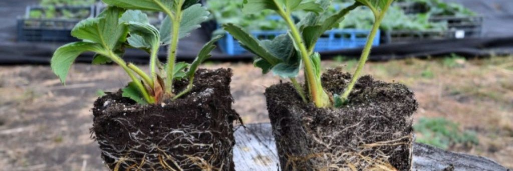 секреты хороших урожаев