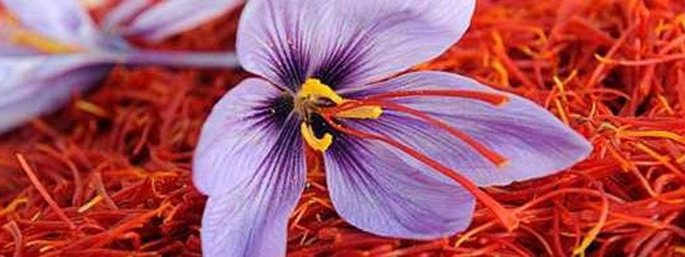 Цвет шафрана