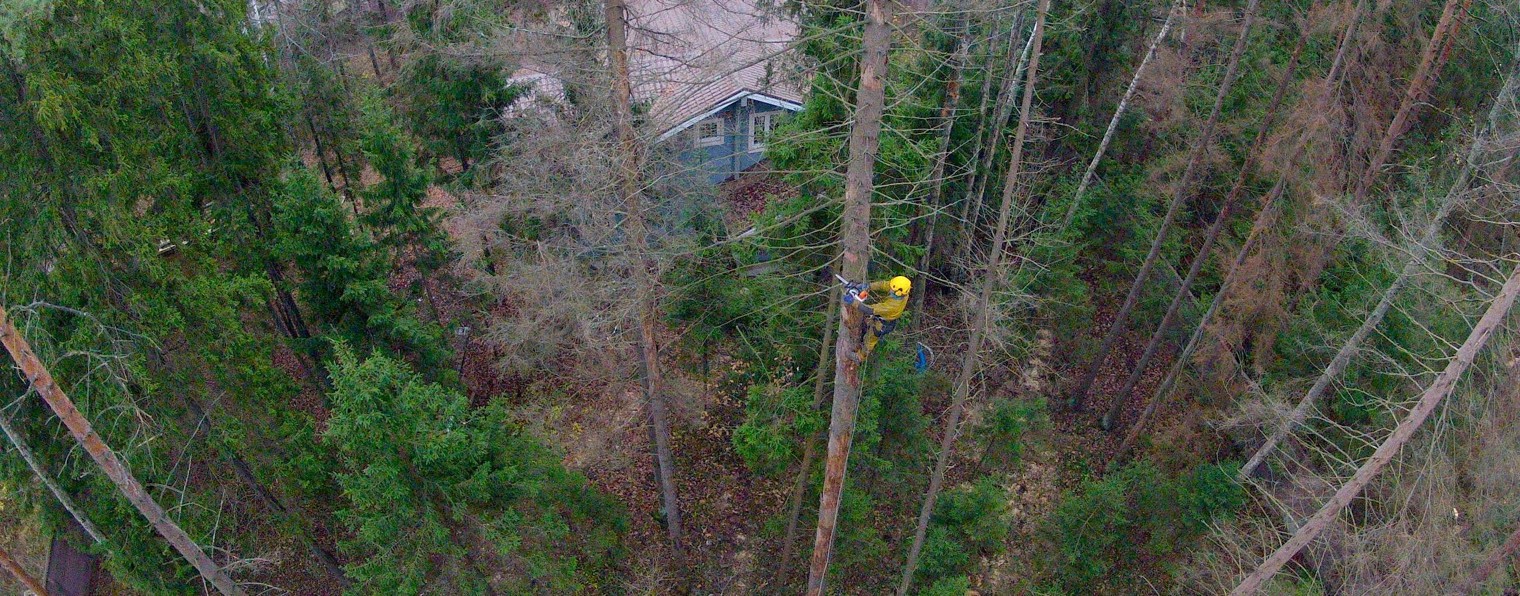 arborist.su