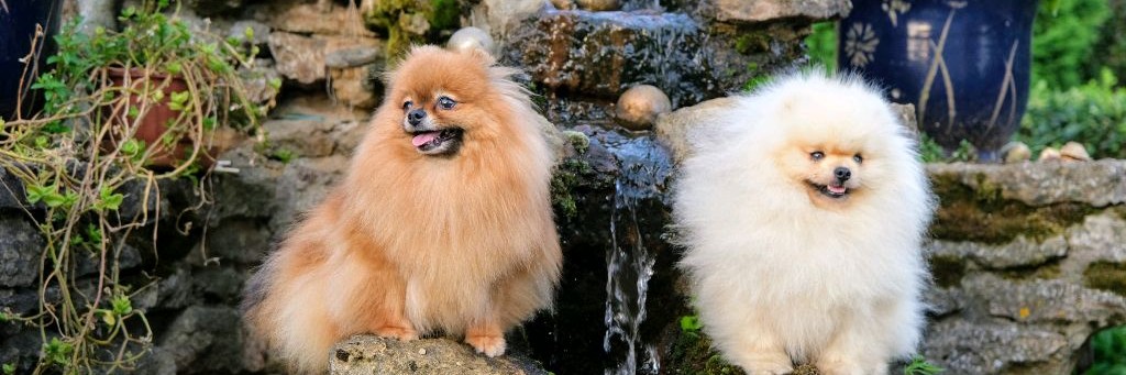 Из Царства Псов