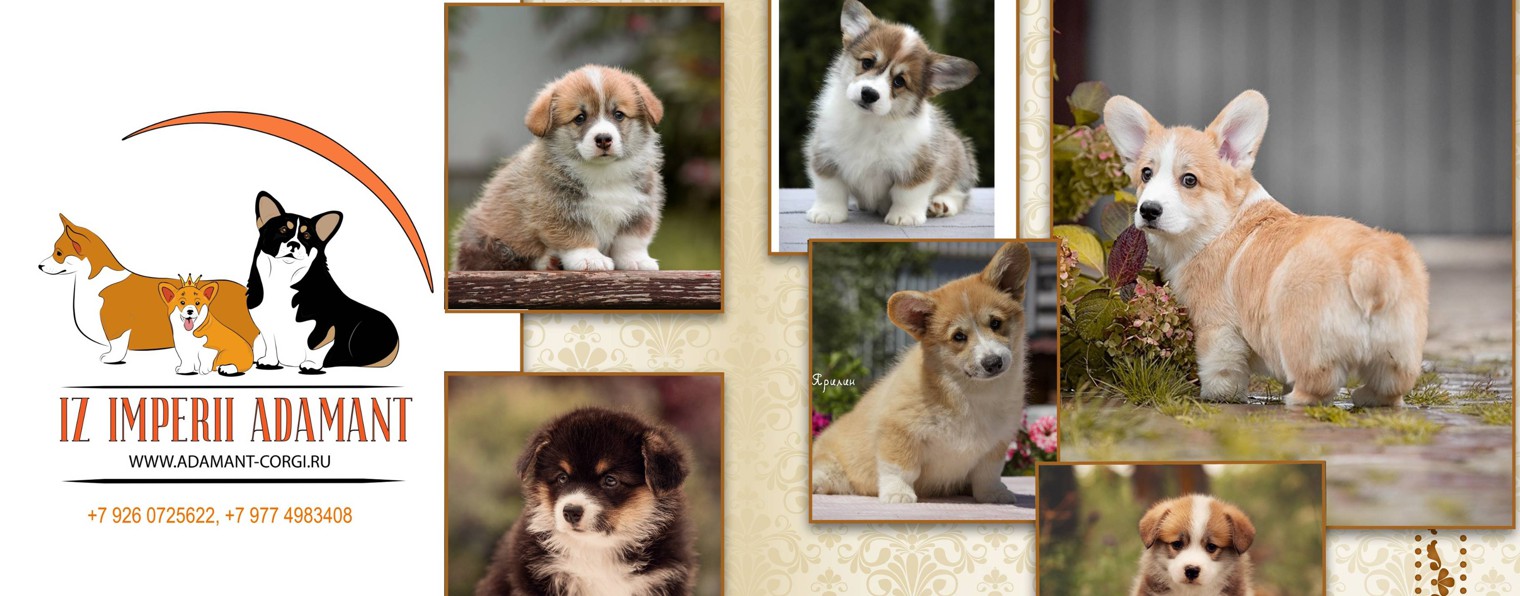 Вельш-корги Из Империи Адамант, РКФ