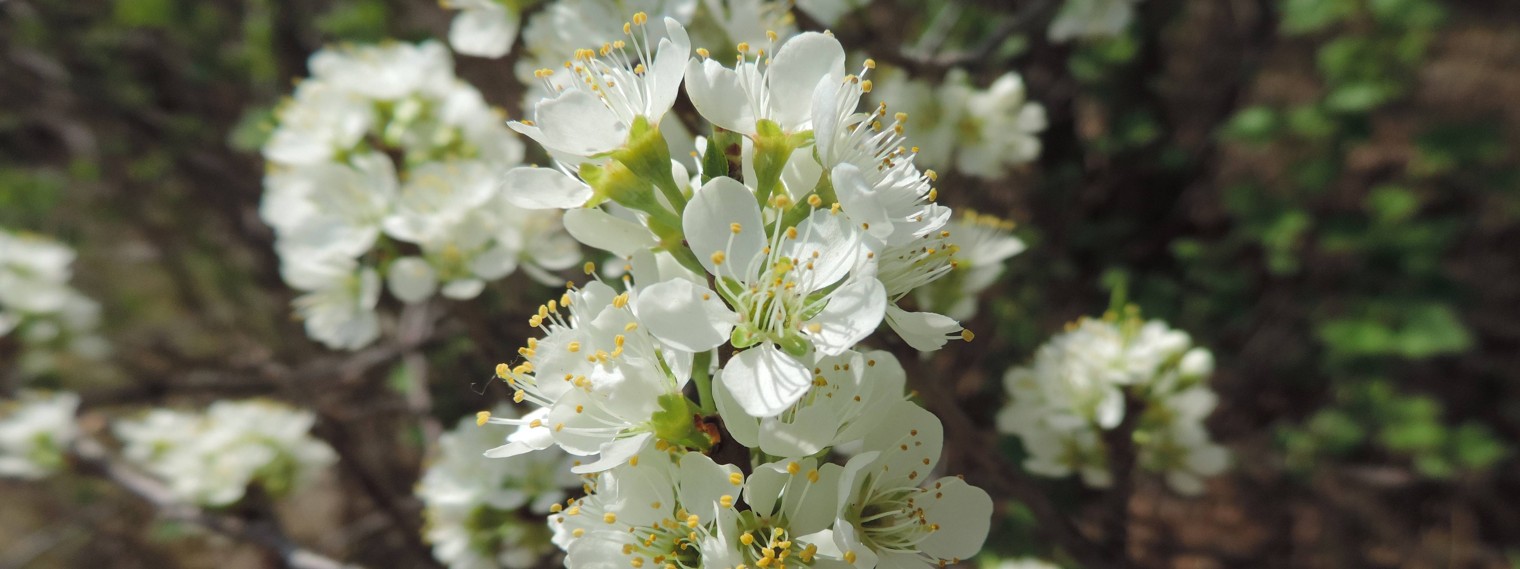 Плодовый и ягодный сад
