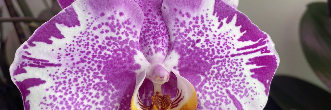 Орхидейное настроение