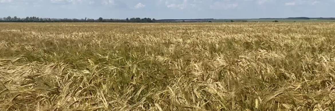 Сельхоз Парк