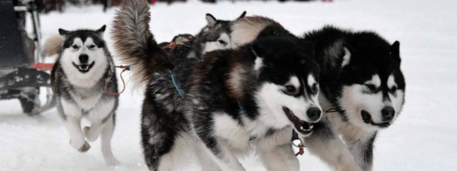 спортивный инклюзивный клуб Шалопаи Севера