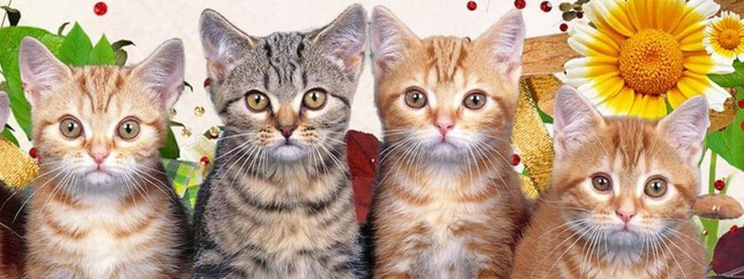 Любителям кошек - МУРЧИМКА