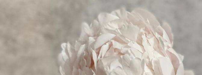 Pion26Region LenaNova